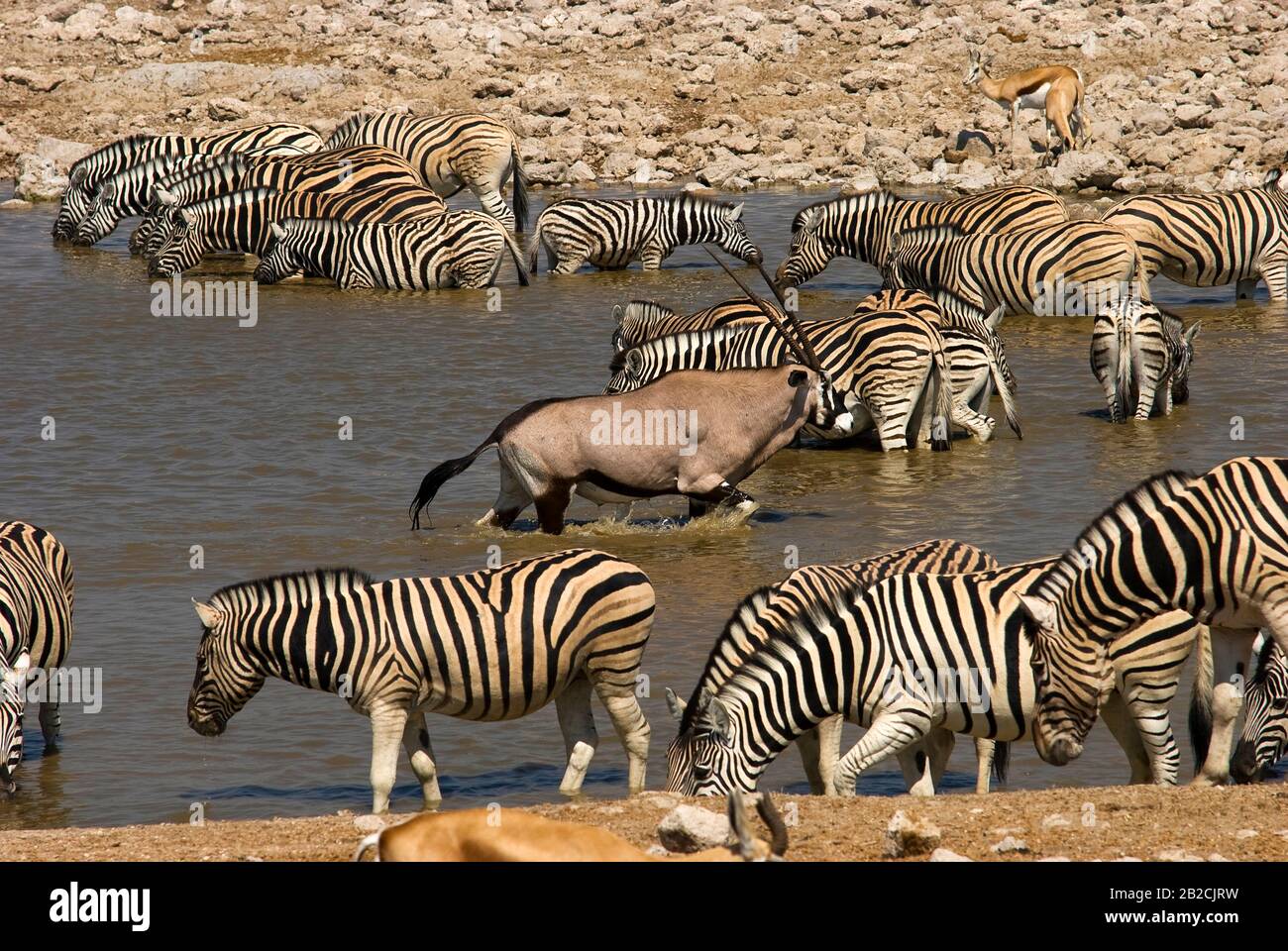 Zebra herd and orix or gemsbok anthelope drinking at Okaukuejo ...