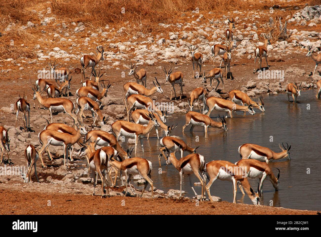Springbok herd drinking okaukuejo hi-res stock photography and images ...
