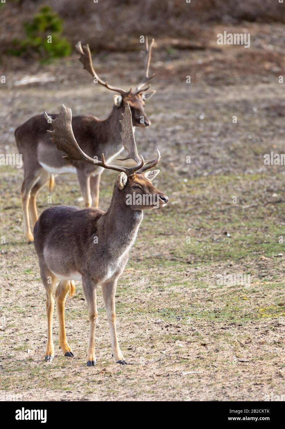 Two horned deer hi-res stock photography and images - Alamy