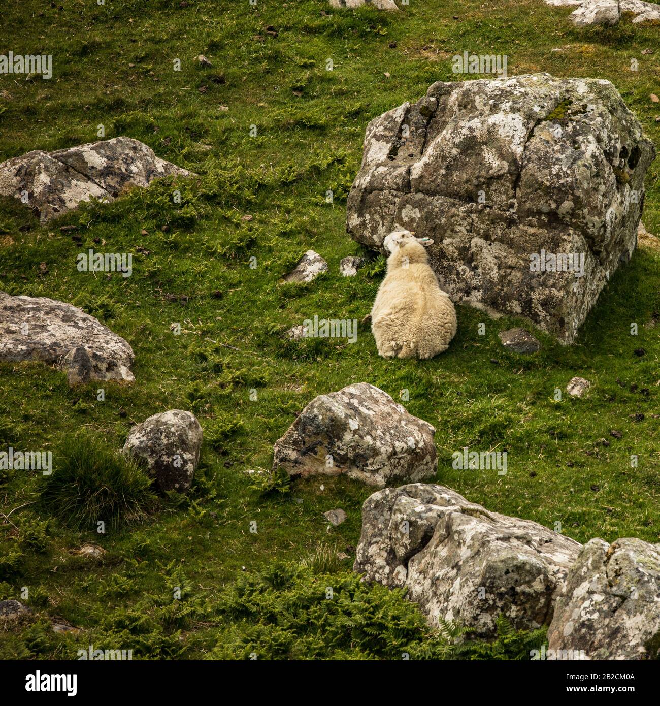 Scenic Scotland meadows with sheep in traditional landscape Stock Photo ...