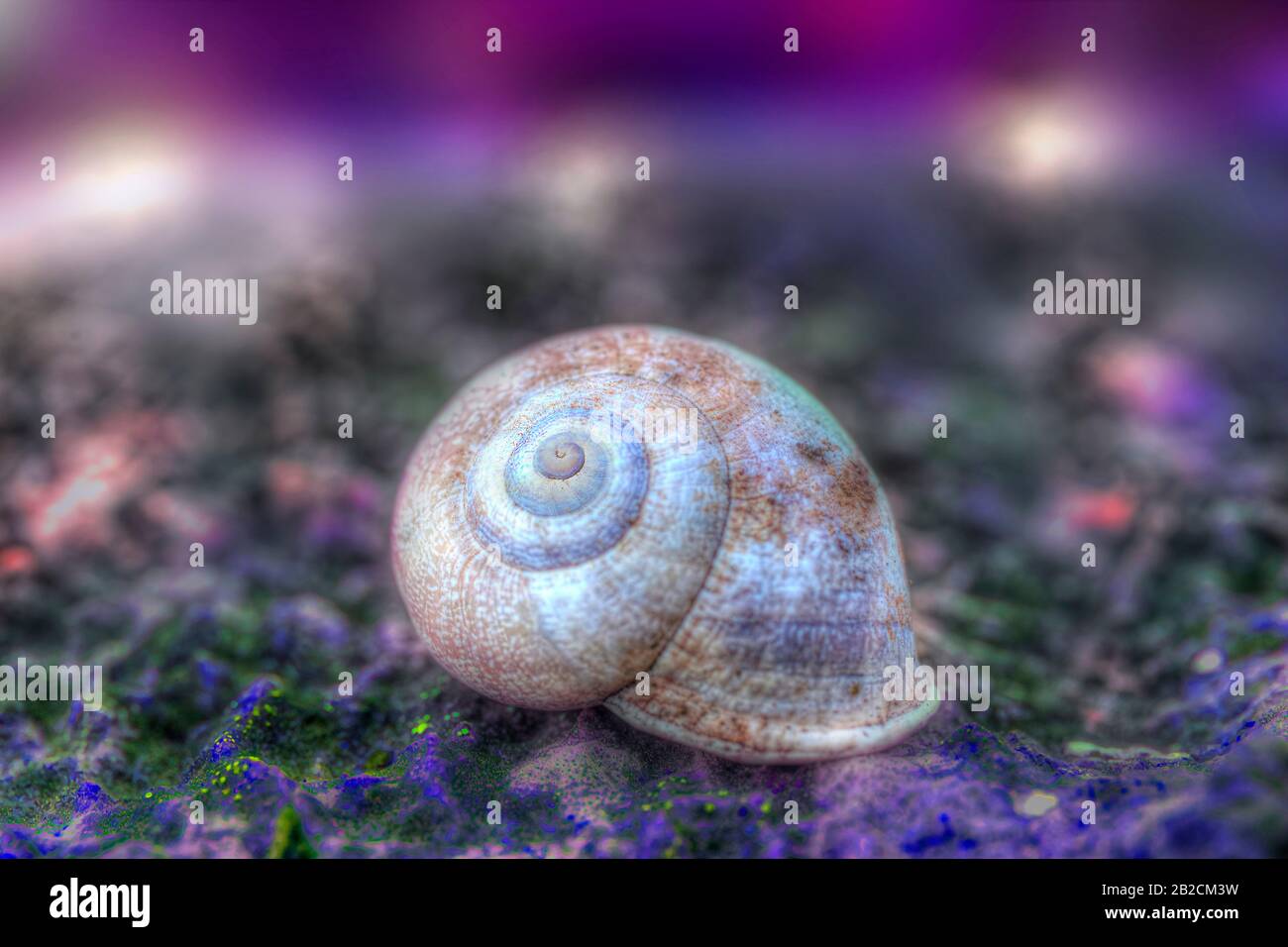 Sea Snail Shell Green High Resolution Stock Photography and Images - Alamy
