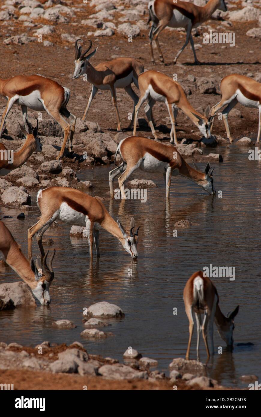 Springbok herd drinking okaukuejo hi-res stock photography and images ...