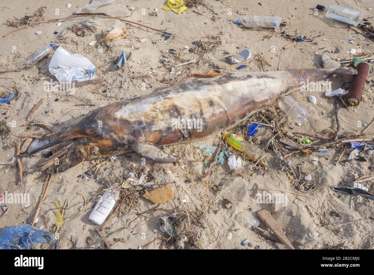 Dolphin thrown out by the waves lies on the beach is surrounded by ...