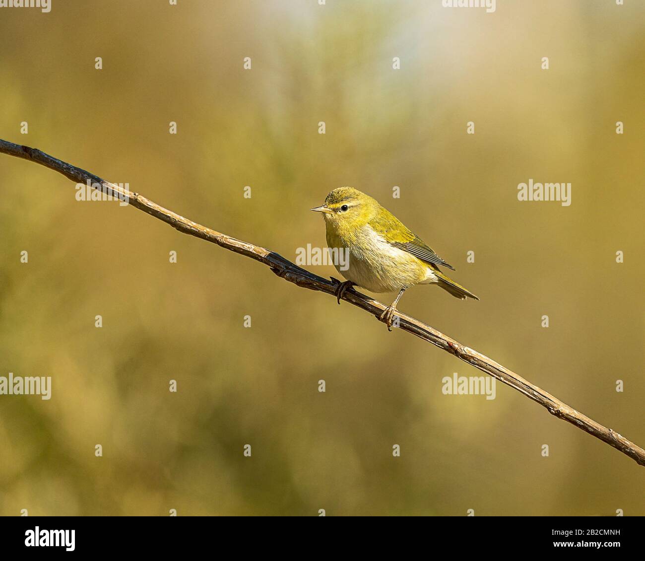 New world goldfinch hi-res stock photography and images - Alamy