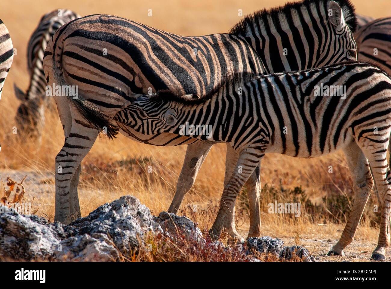 Zebra feeding his young, Etosha National Park, Namibia Stock Photo - Alamy
