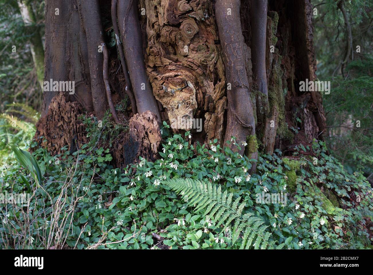 Unusual tree hi-res stock photography and images - Alamy