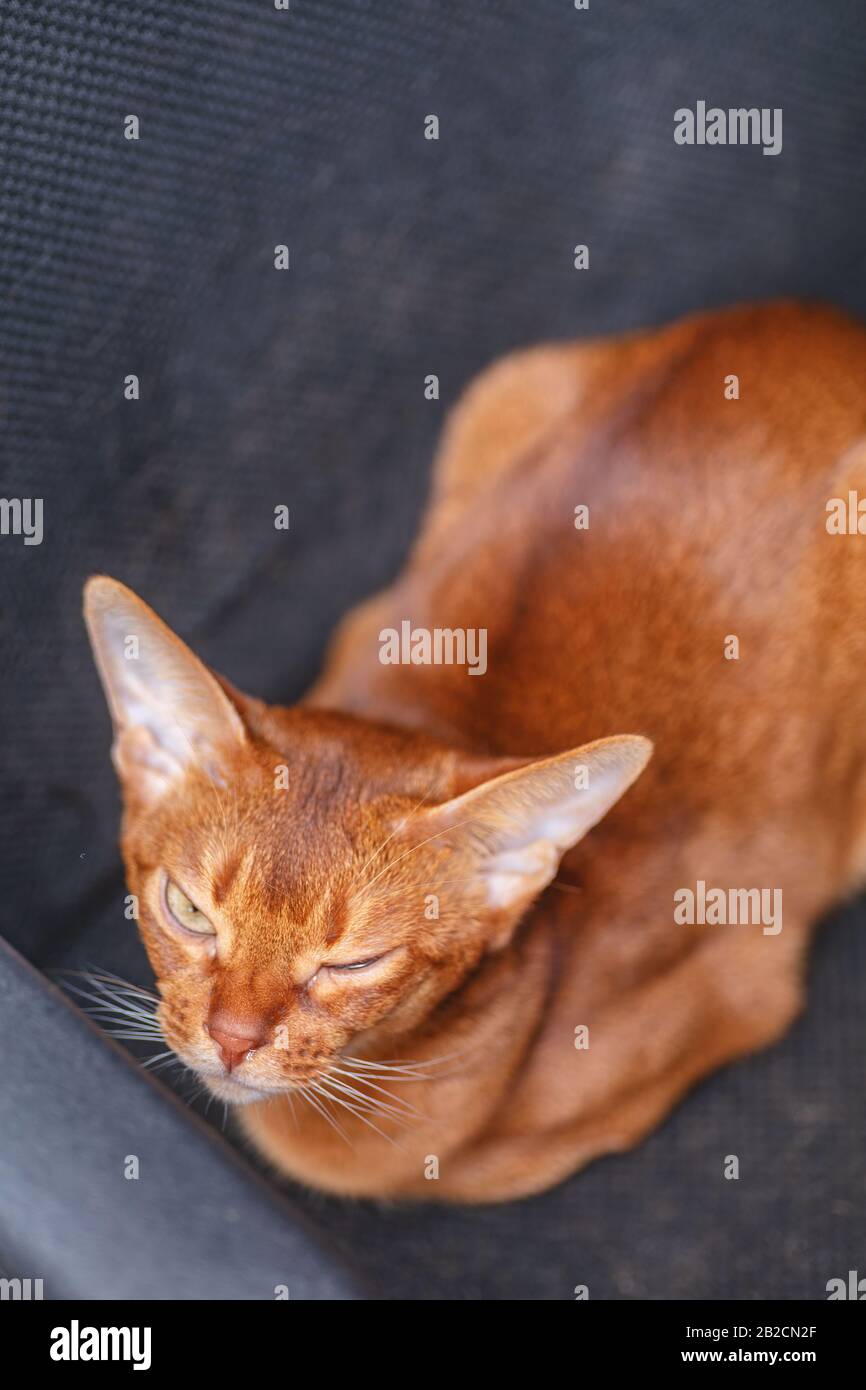 Calm Abyssinian cat sorrel coloring sitting on black chair looking up ...