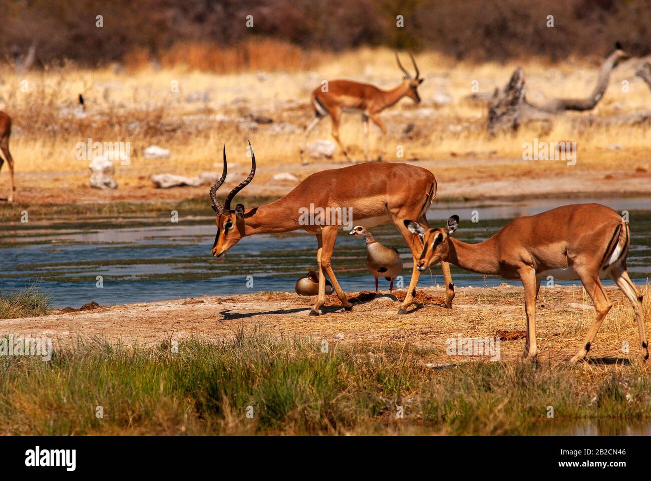 Impalas at Goas waterhole, Etosha National Park, Namibia Stock Photo ...