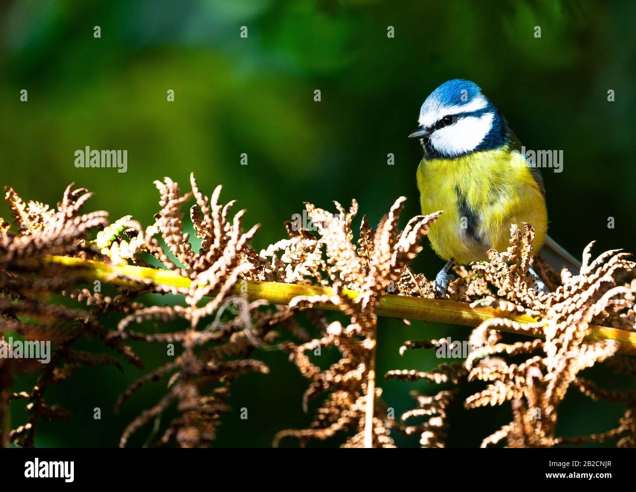 Red squirrel portrait Stock Photo - Alamy