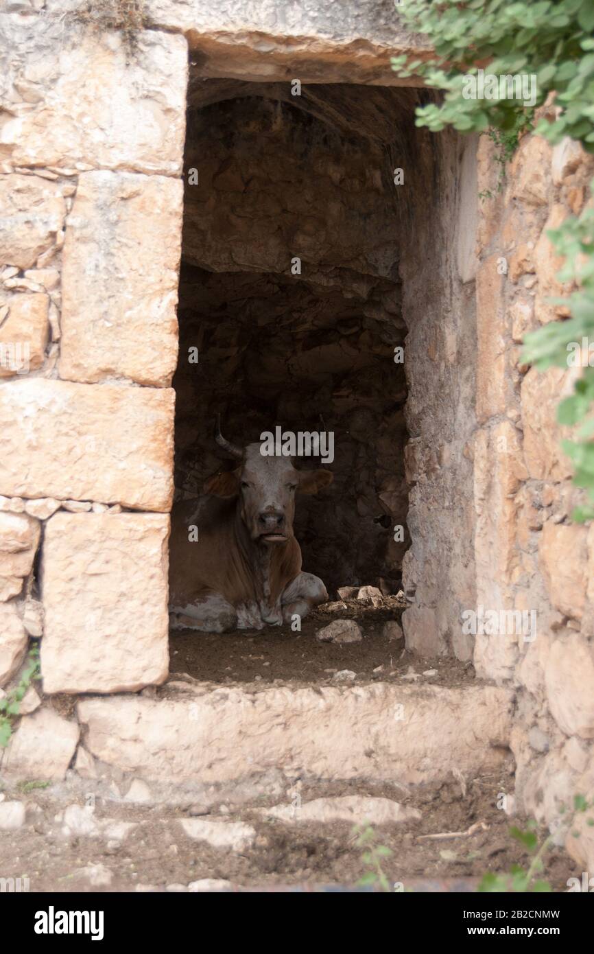 Travel in Israel - farm cow inside ruins building7 Stock Photo - Alamy