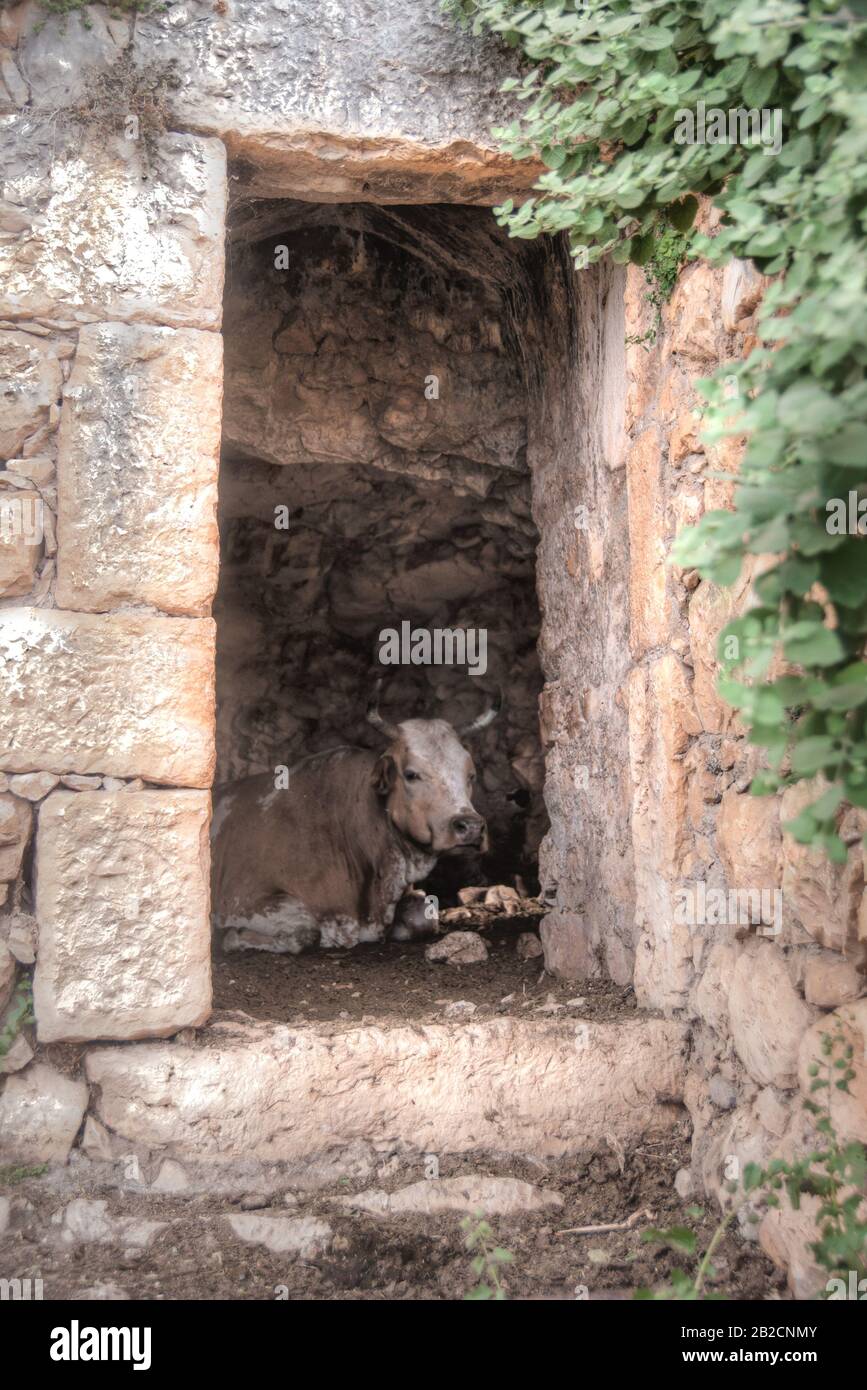 Travel in Israel - farm cow inside ruins building7 Stock Photo - Alamy
