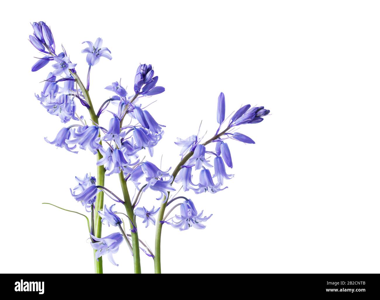 Blue bells on white background Stock Photo - Alamy