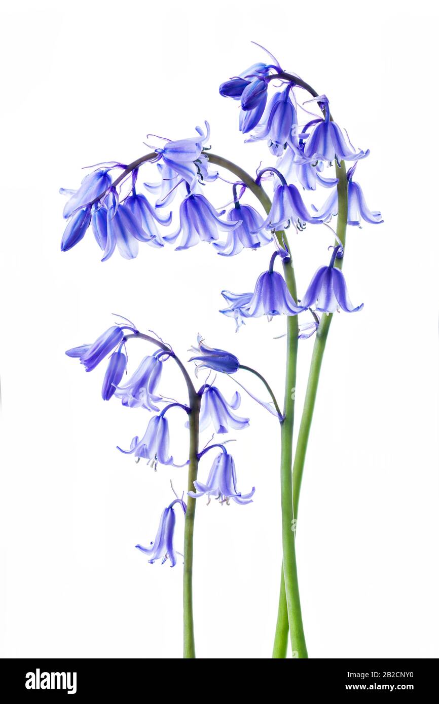 Blue bells on white background Stock Photo - Alamy