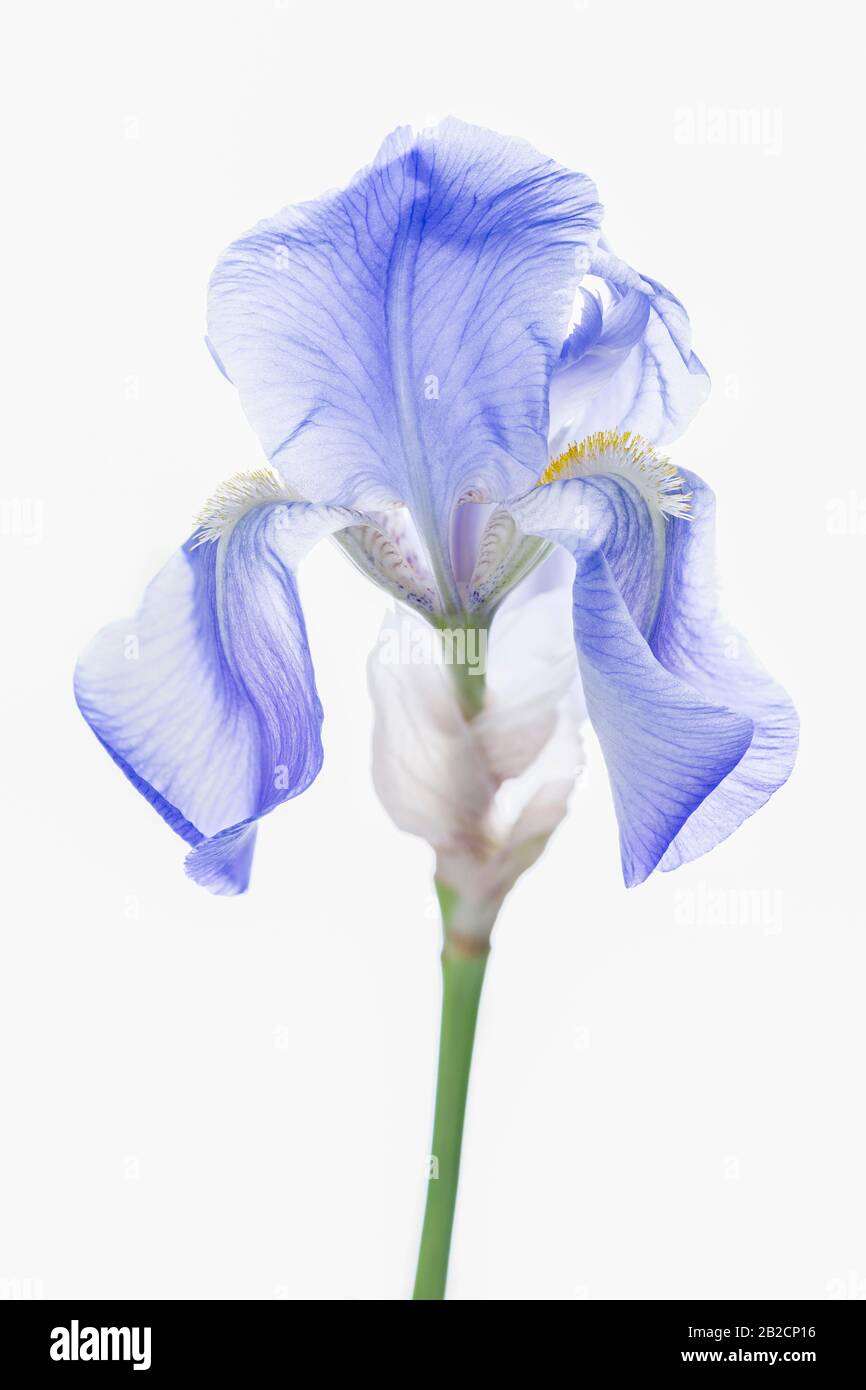 Single glower hi-res stock photography and images - Alamy