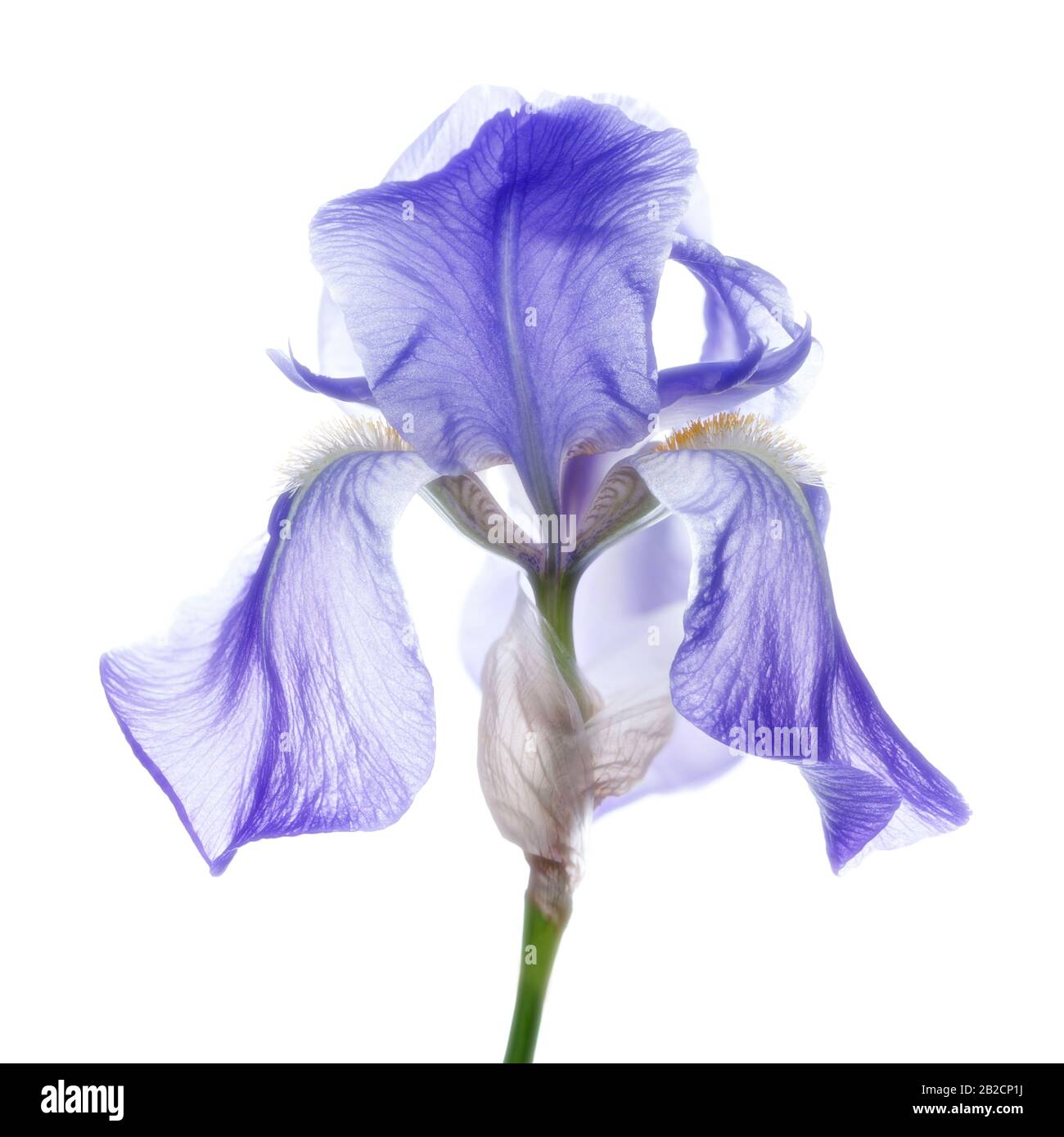 Single glower hi-res stock photography and images - Alamy