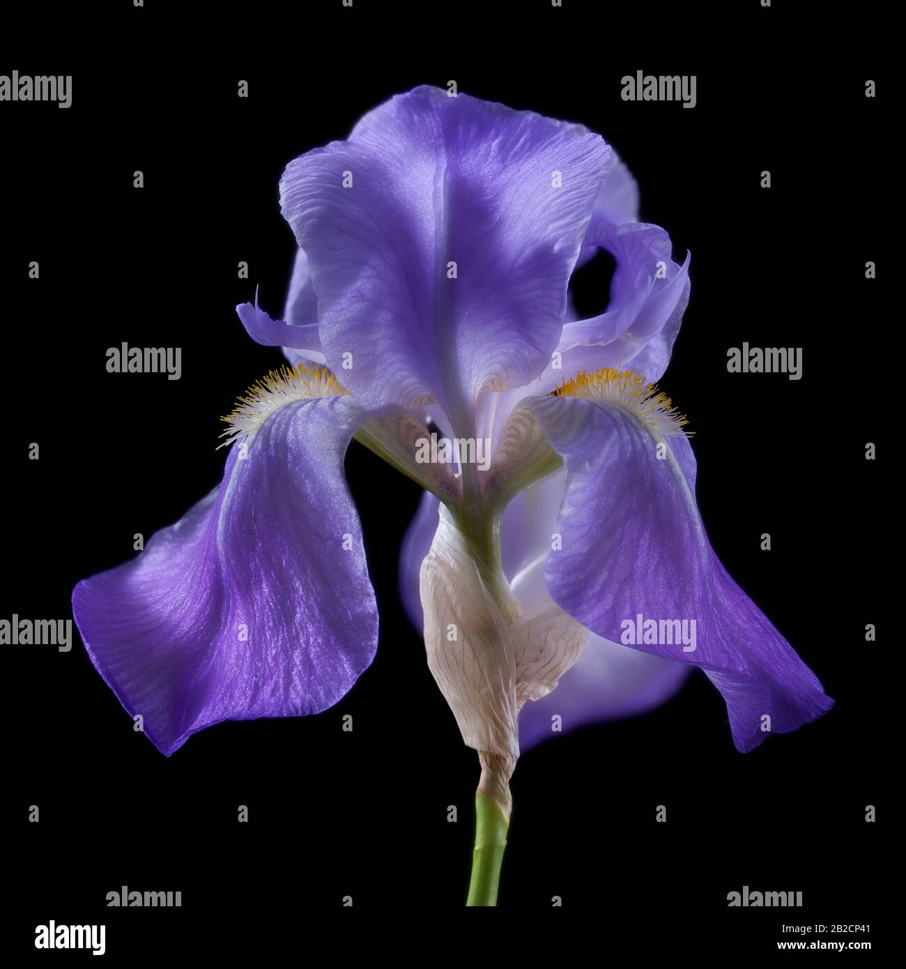 Single glower hi-res stock photography and images - Alamy