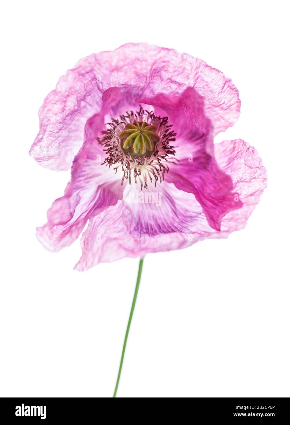 One single pink poppy hi-res stock photography and images - Alamy