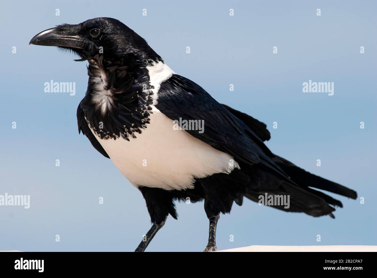 African crow hi-res stock photography and images - Alamy