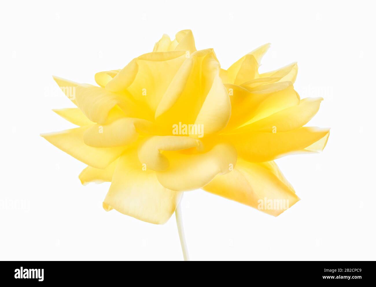 Yellow rose head closeup hi-res stock photography and images - Alamy