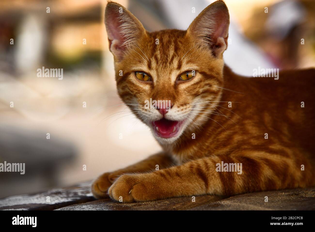 Homeless red cat meows on a bench in the sun Stock Photo - Alamy