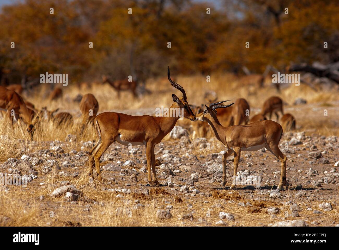 Impalas at Goas waterhole, Etosha National Park, Namibia Stock Photo ...