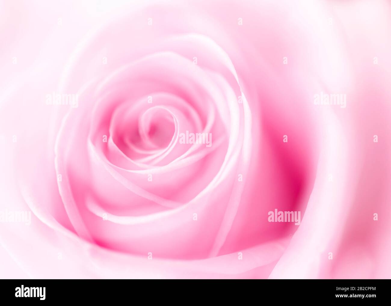 Macro shot of pink rose center Stock Photo - Alamy