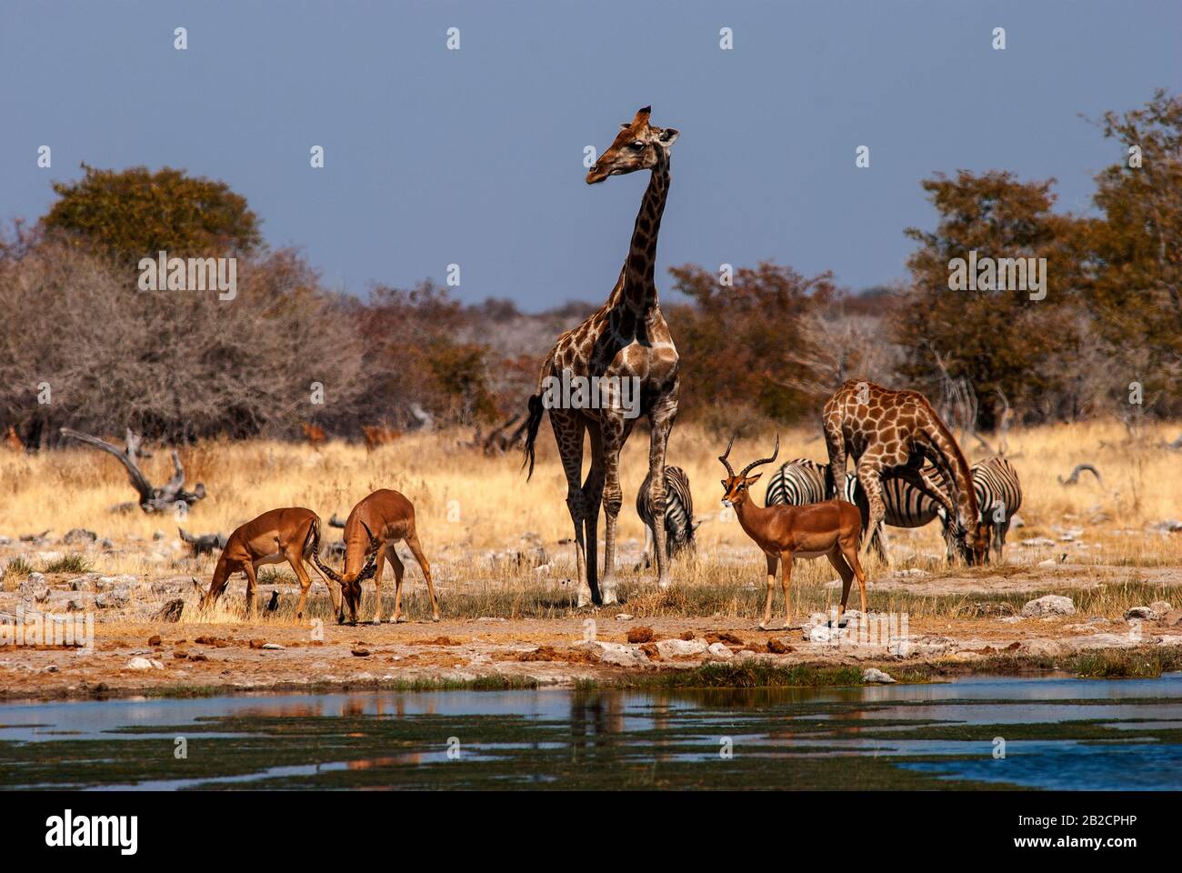 Zebra And Impala High Resolution Stock Photography and Images - Alamy