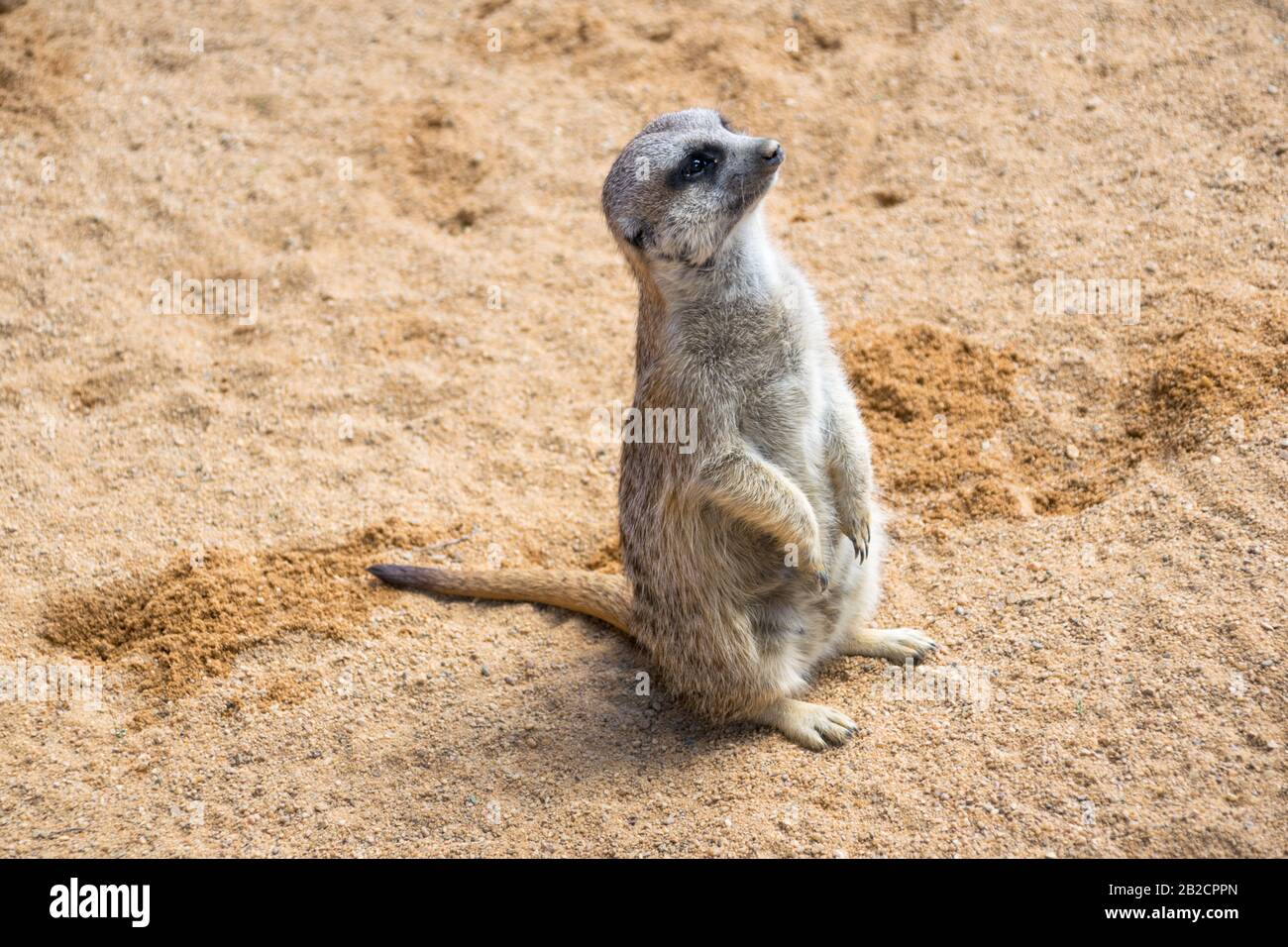 Meerkat standing to attention hi-res stock photography and images - Alamy
