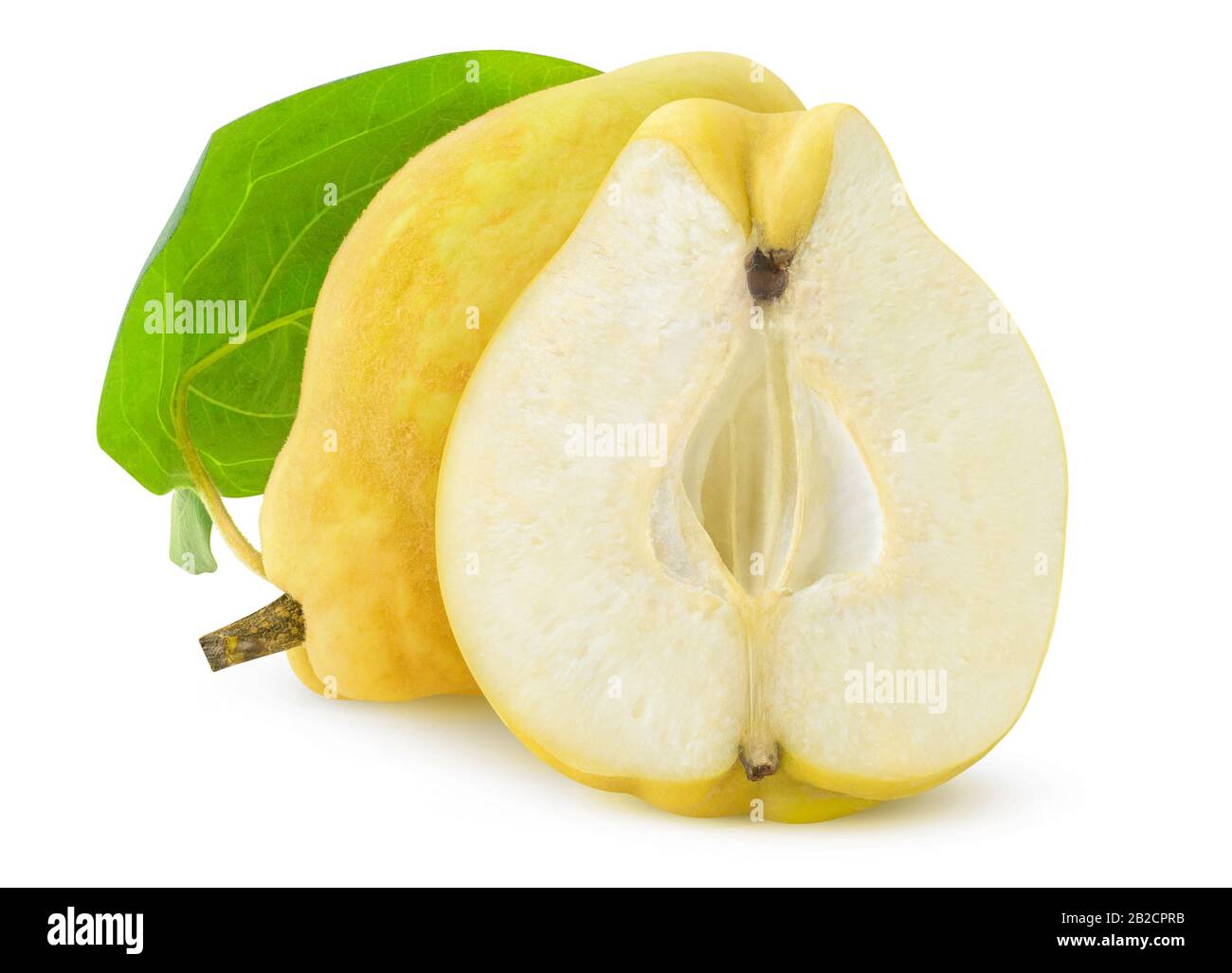 Isolated quinces. One whole quince fruit and a half isolated on white ...