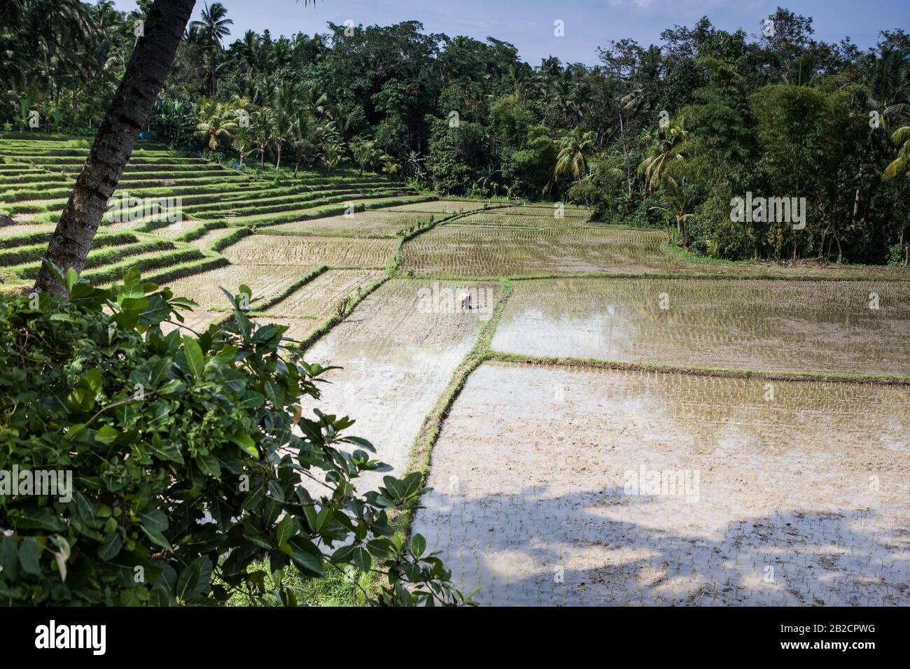 Traditional Balinese Rice Fields and Seasonal Harvest Stock Photo - Alamy