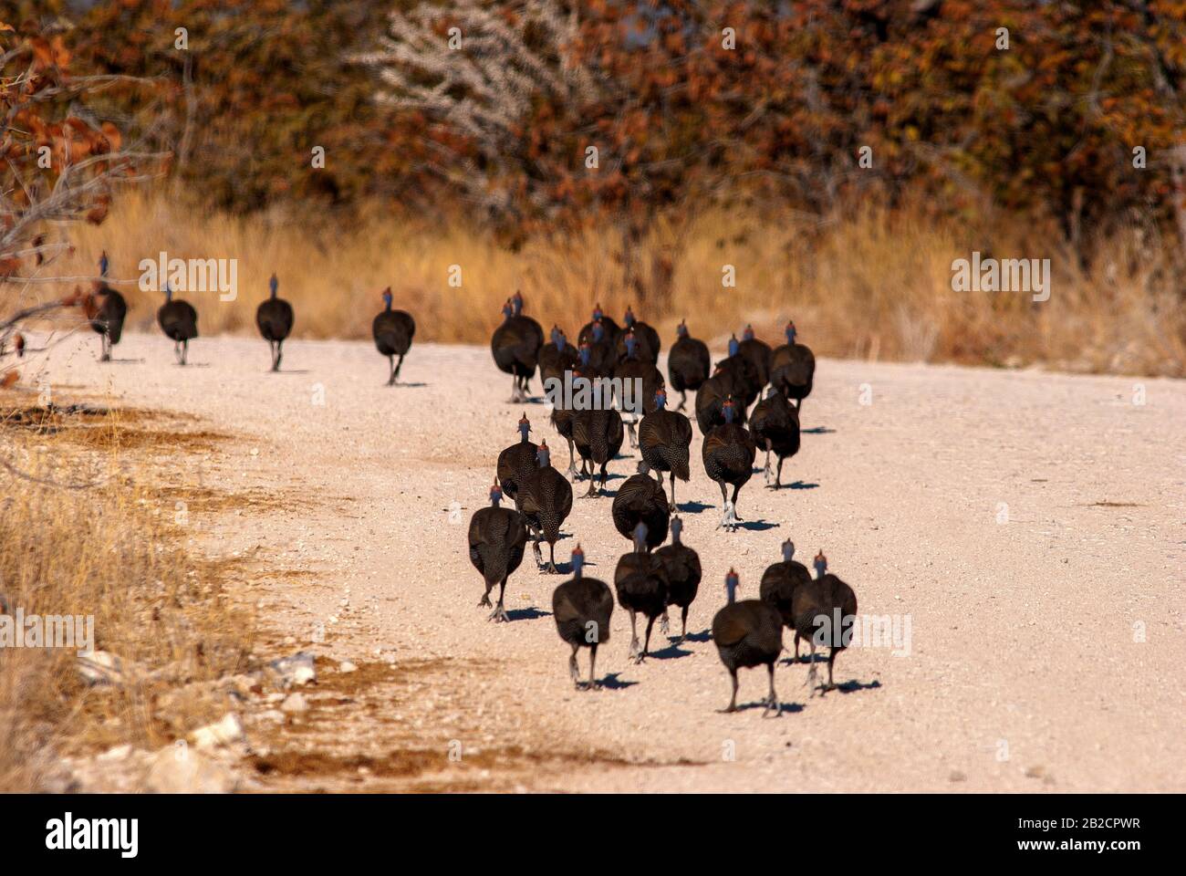 Guinea fowl flock hi-res stock photography and images - Alamy