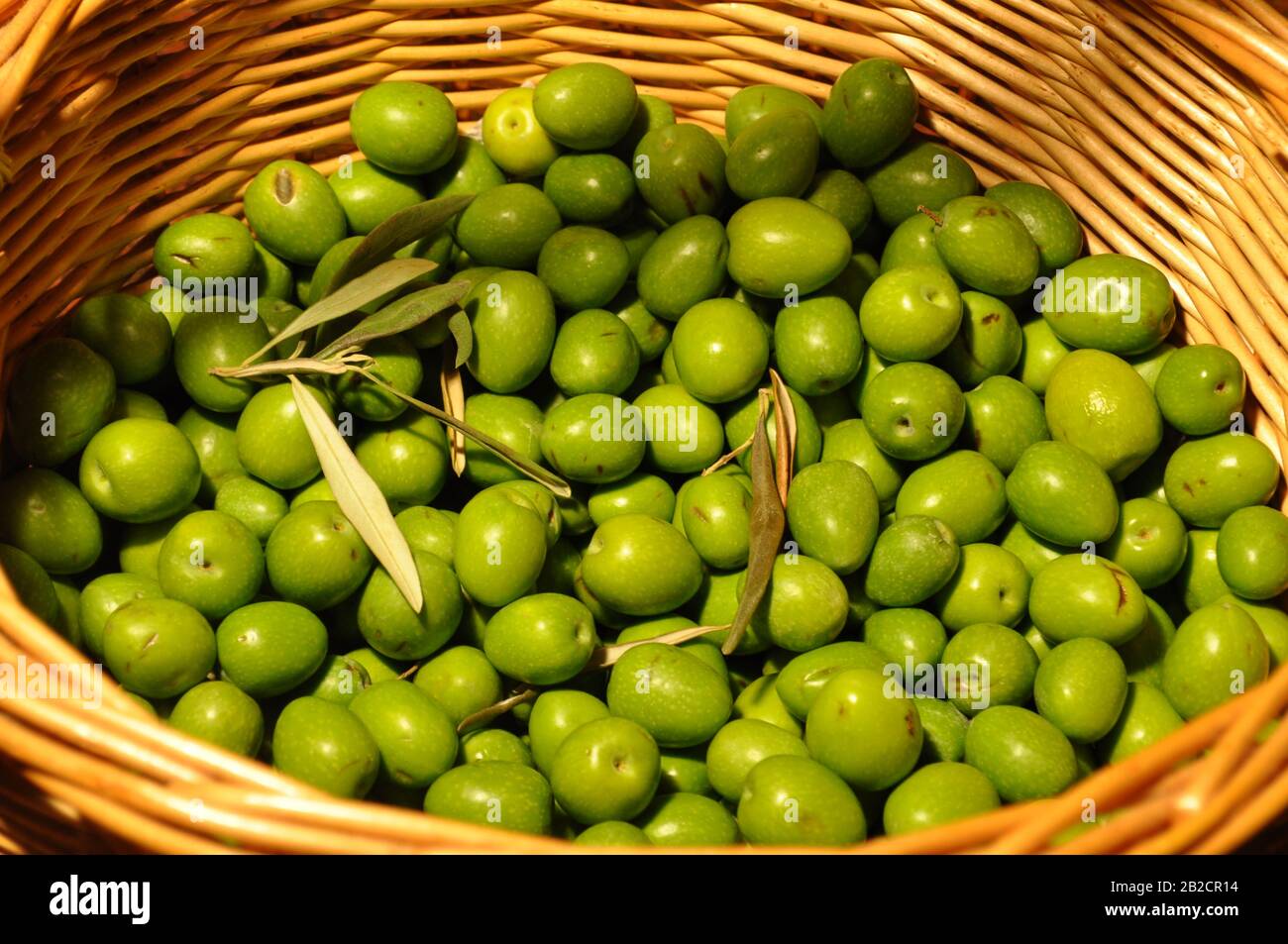 Sicilian olive harvest hi-res stock photography and images - Alamy