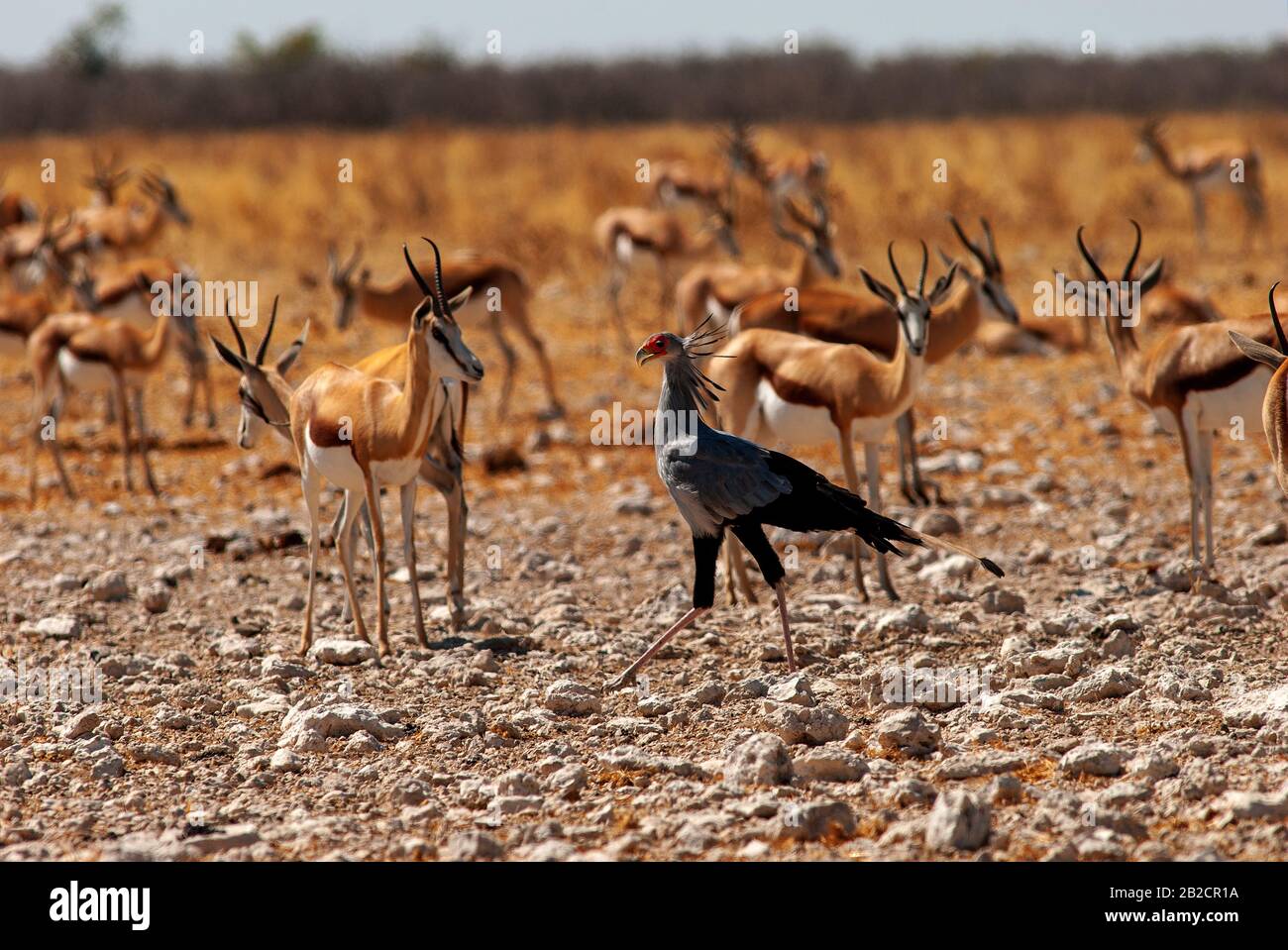 Secretary bird walking among a springbok herd at Springbokvlakte ...