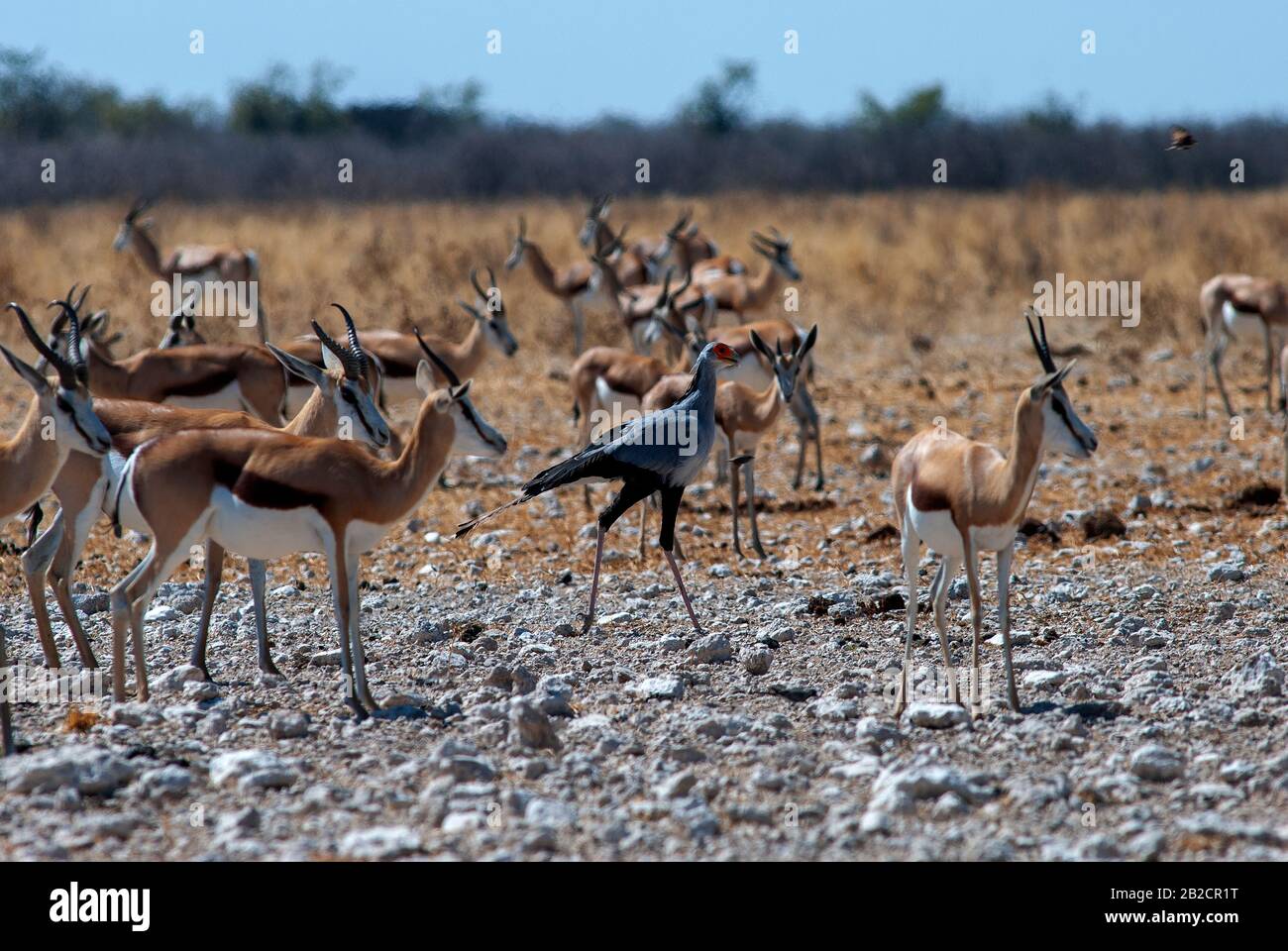 Secretary bird walking among a springbok herd at Springbokvlakte ...