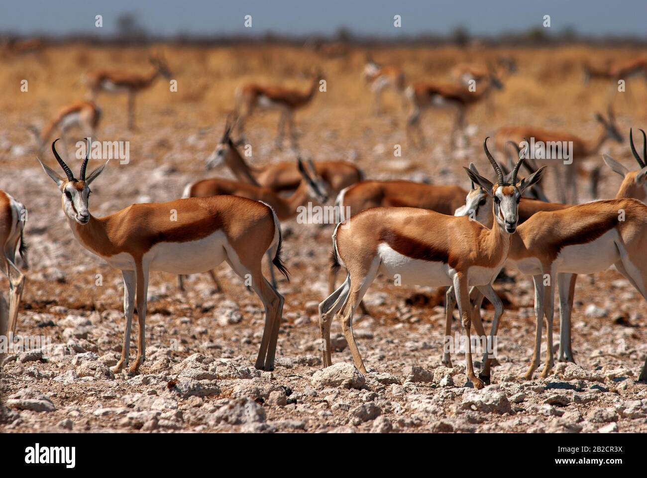 Springbokvlakte waterhole hi-res stock photography and images - Alamy