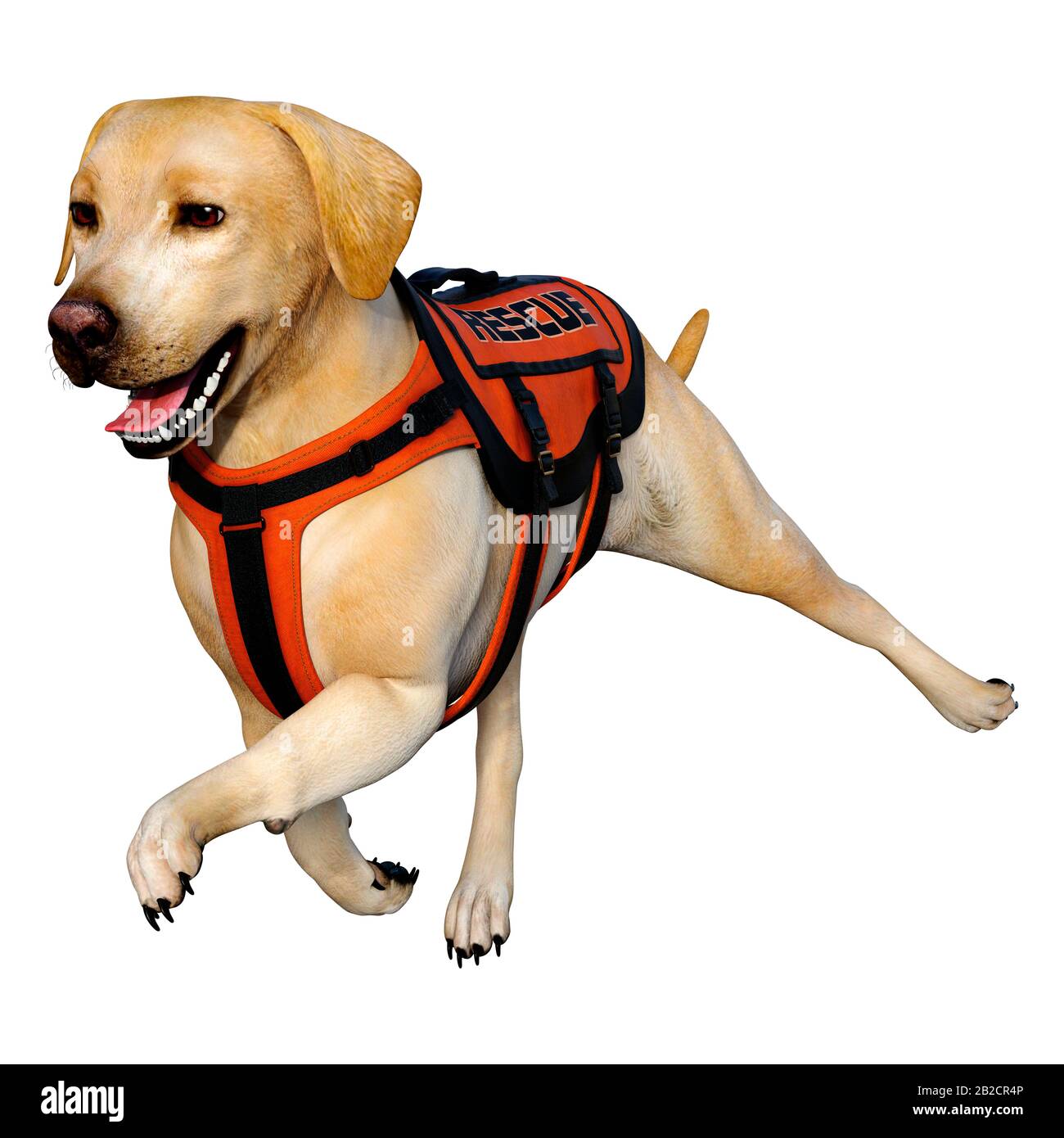 3D rendering of a yellow labrador rescue dog isolated on white ...