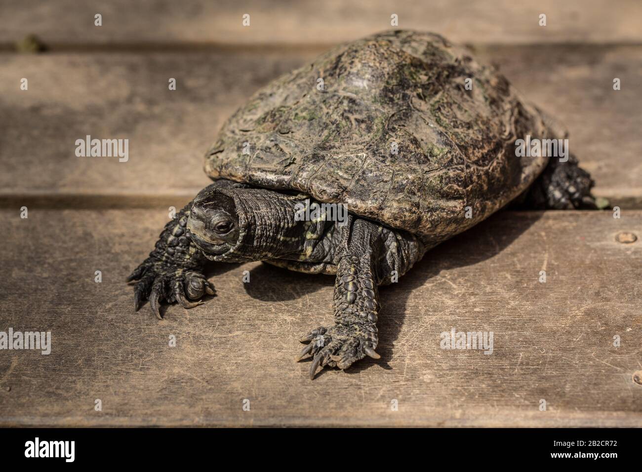 scaly greek tortoise with shell Stock Photo - Alamy