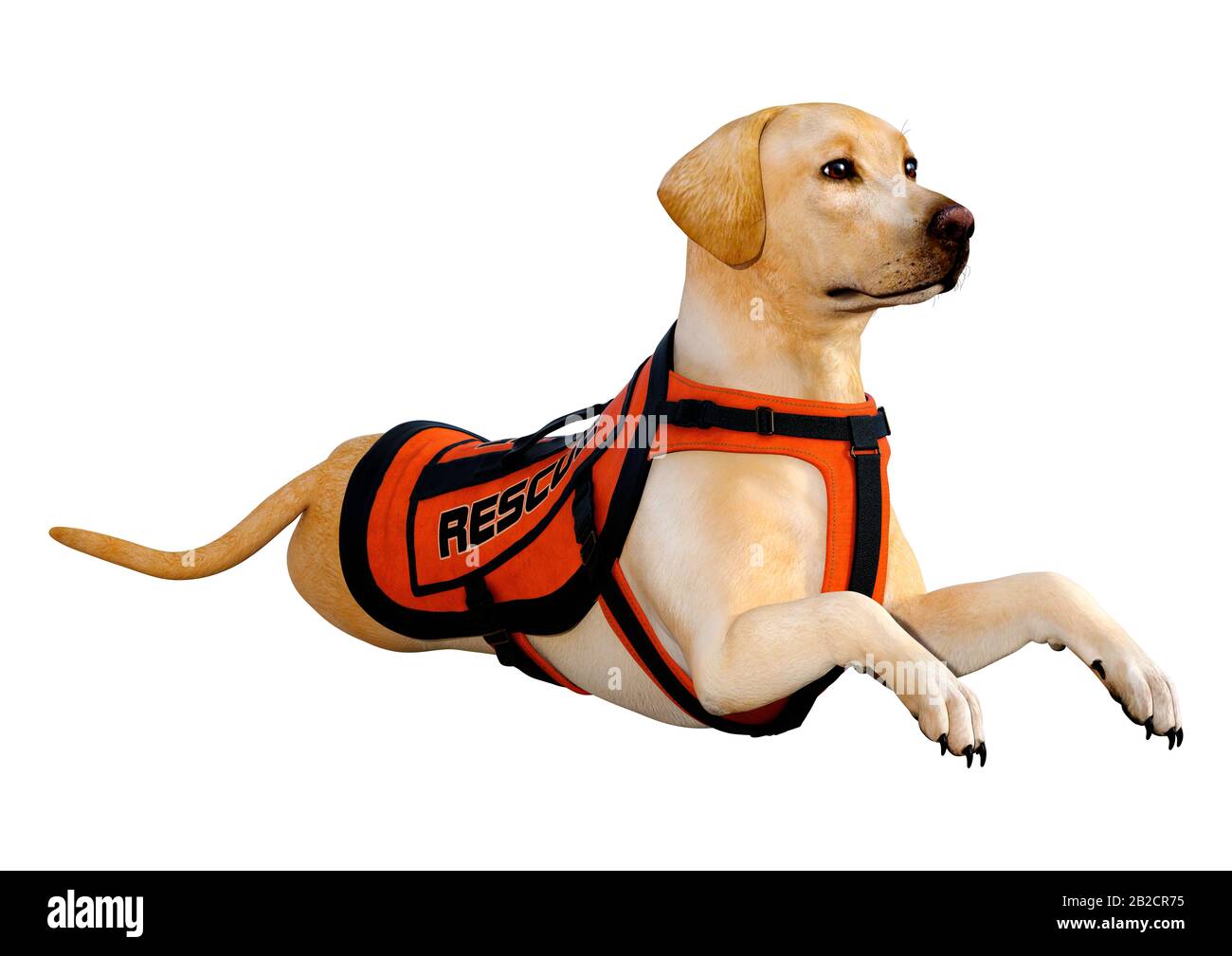 3D rendering of a yellow labrador rescue dog isolated on white ...