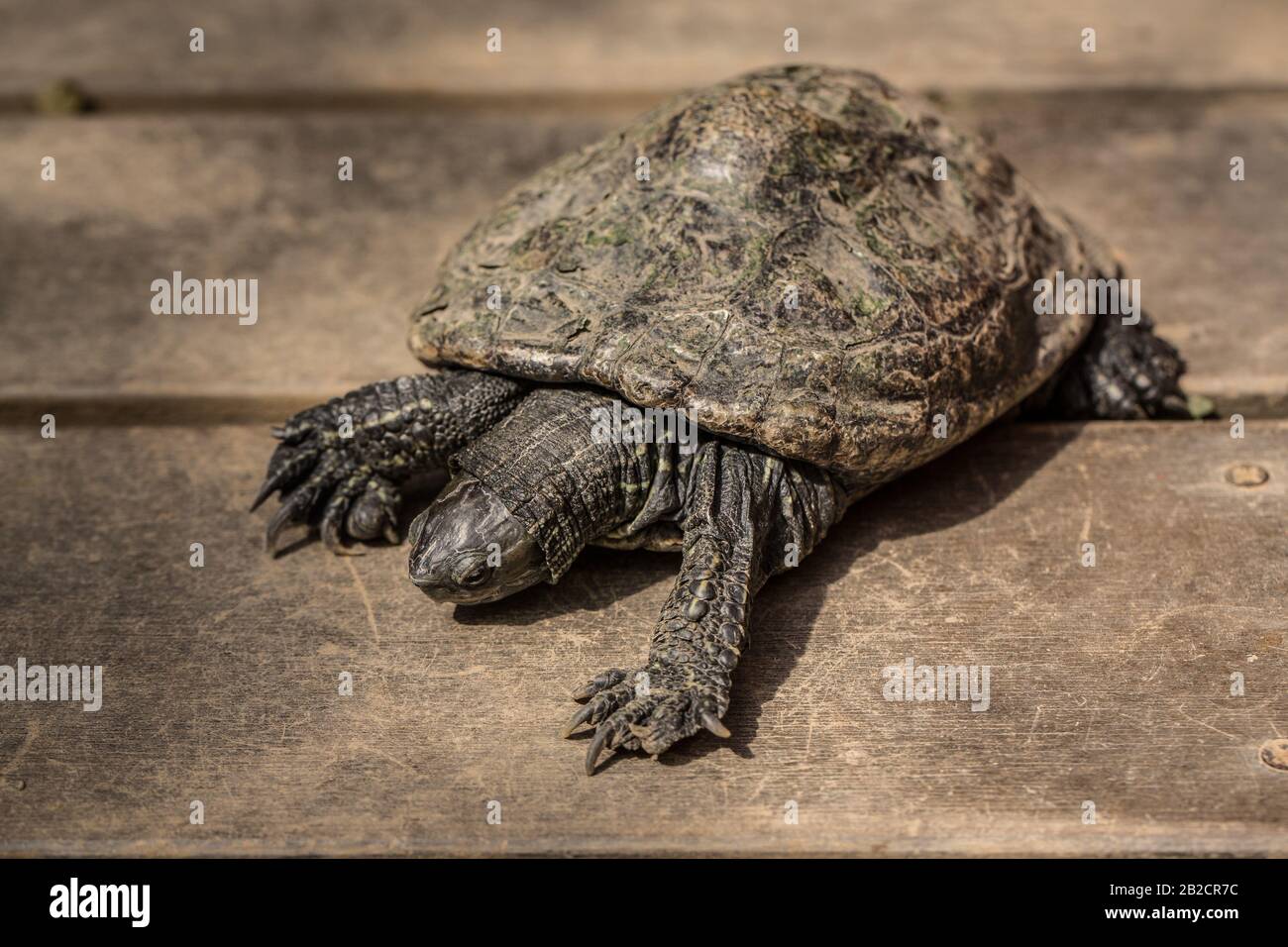 scaly greek tortoise with shell Stock Photo - Alamy