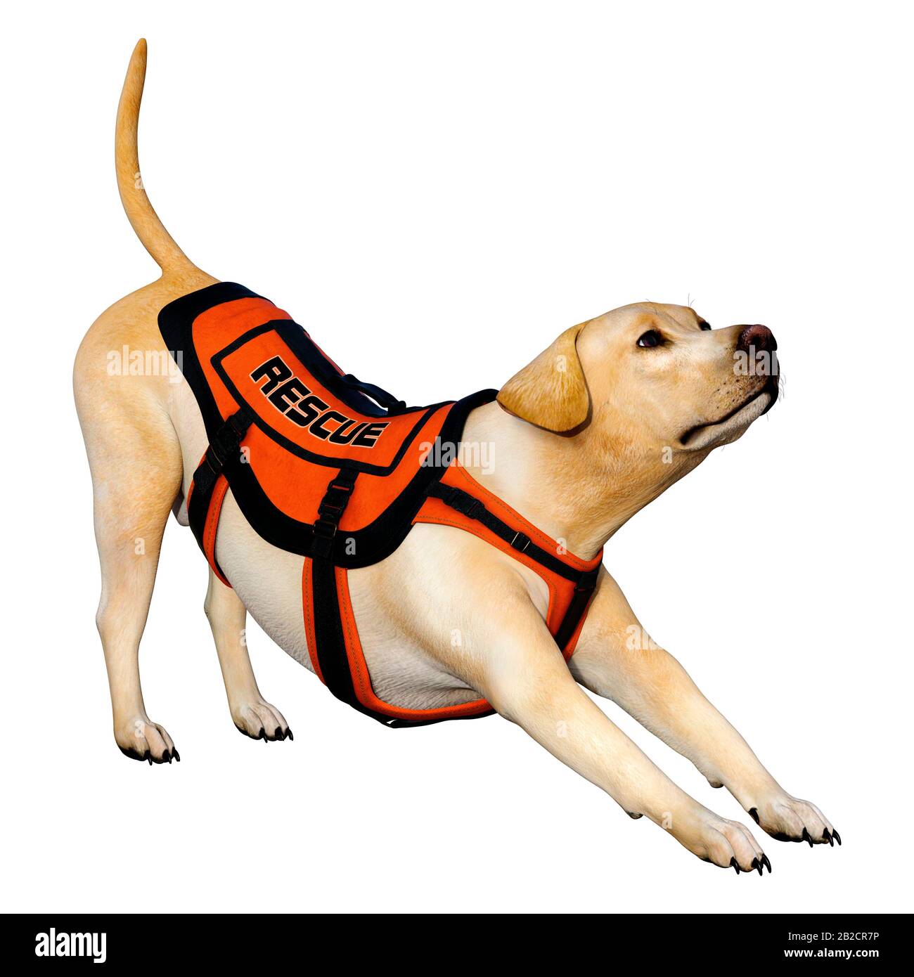 3D rendering of a yellow labrador rescue dog isolated on white ...