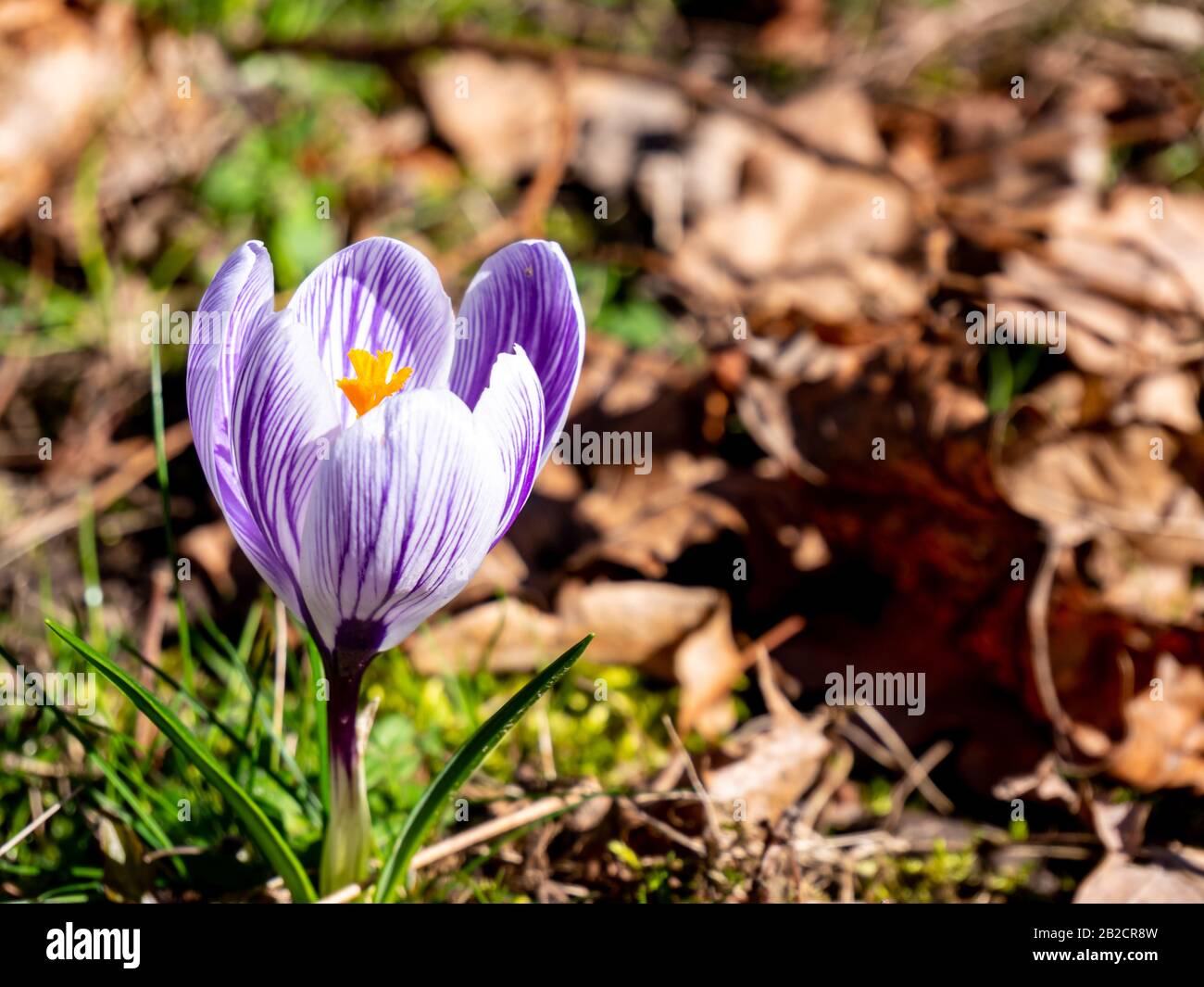 Crocus blooms hi-res stock photography and images - Alamy