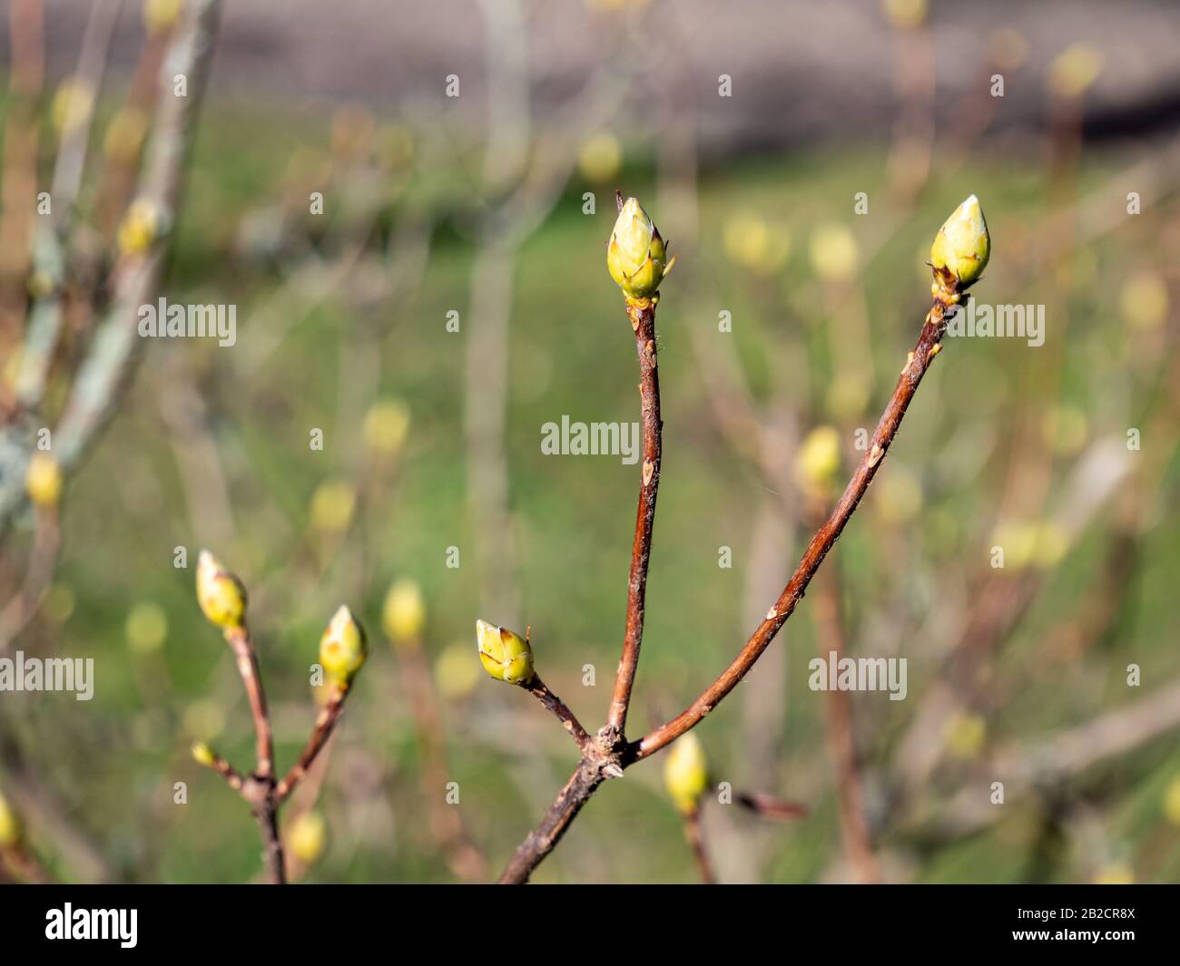 Buds of a shrub in spring Stock Photo - Alamy