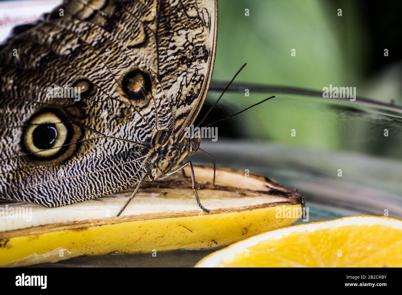 Wood owl butterfly with wing eyes Stock Photo - Alamy