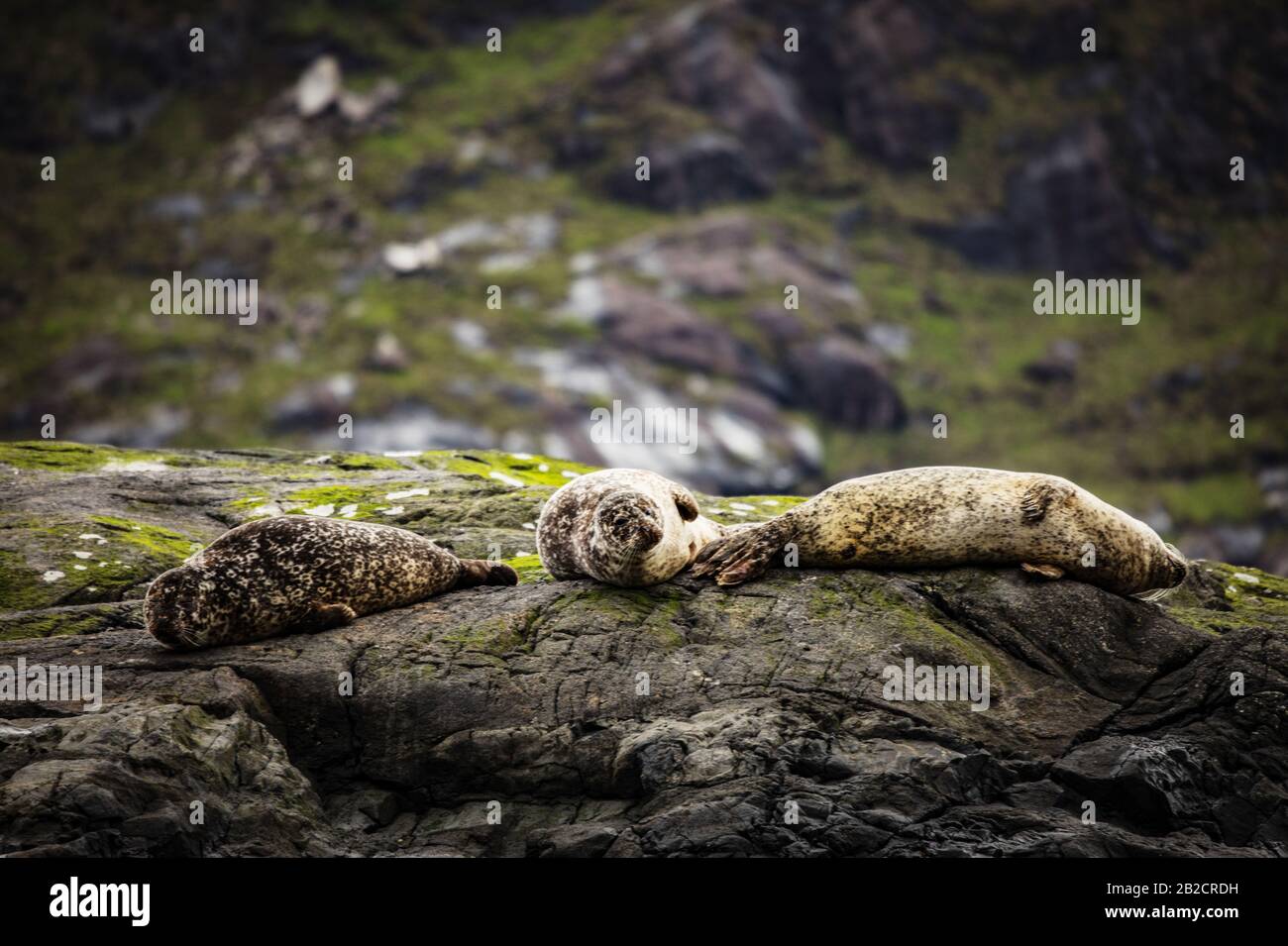Scottish fur seals resting on coastal stones Stock Photo - Alamy