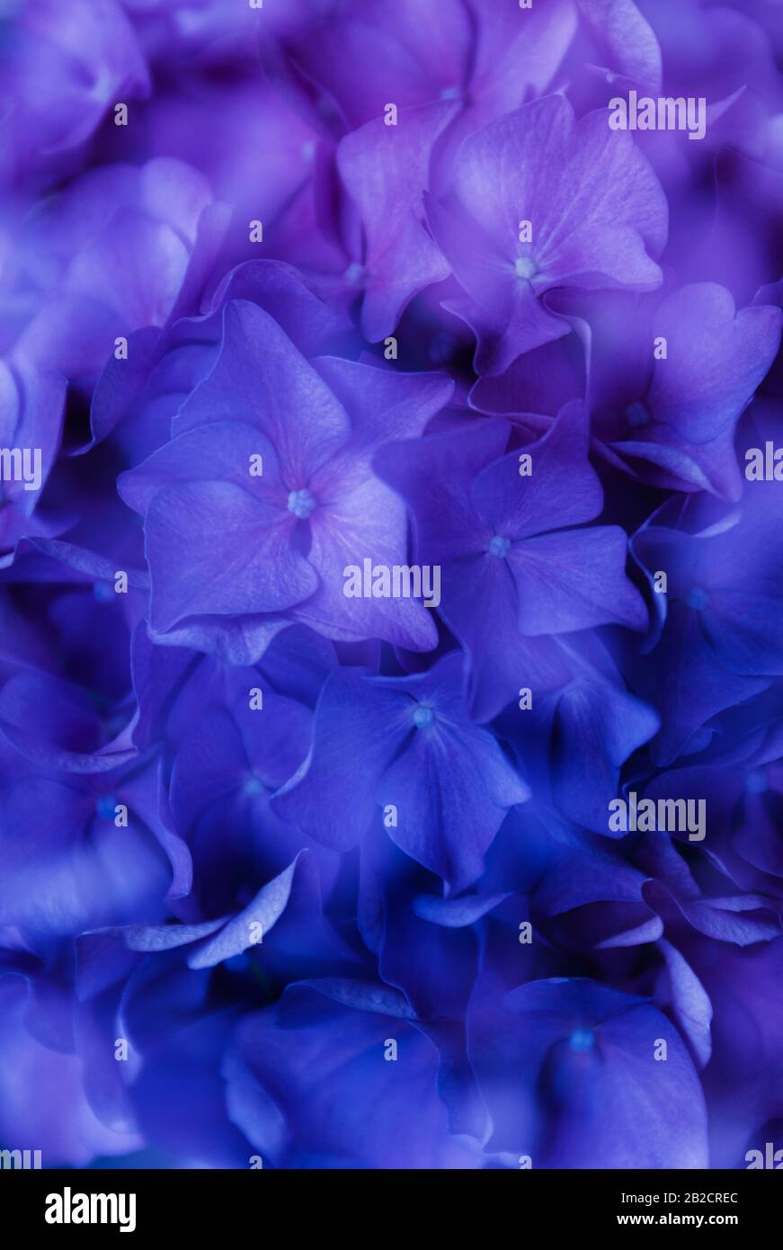 Macro shot of Hydrangea macrophylla Stock Photo - Alamy