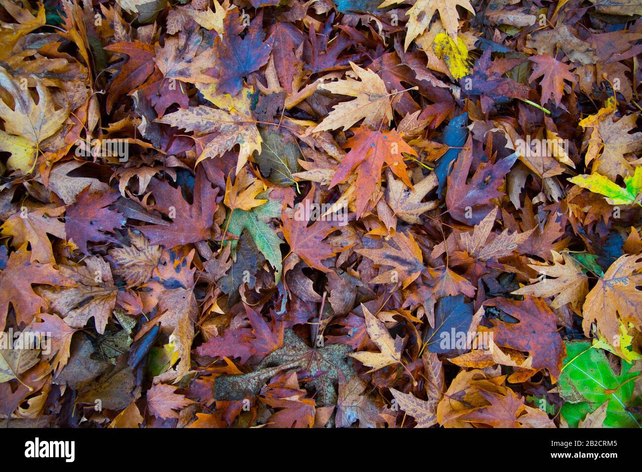 Wet colorful leaves in autumn season rain weather Stock Photo - Alamy