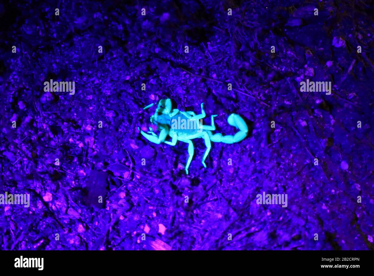 Scorpion under an ultraviolet light Stock Photo - Alamy