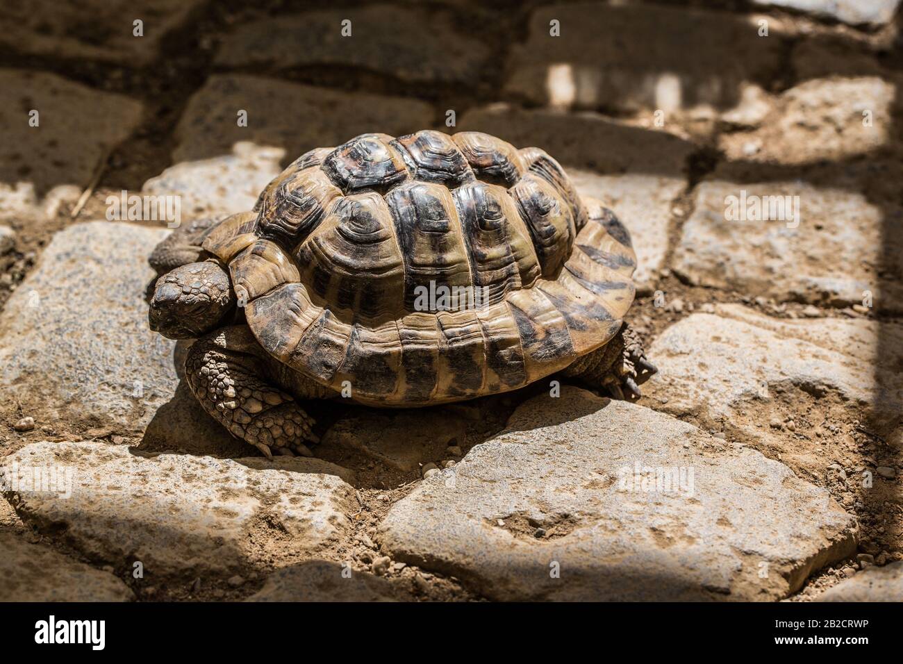scaly greek tortoise with shell Stock Photo - Alamy