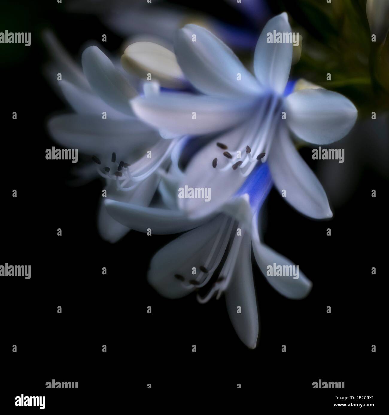 Agapanthus "Twister" - African Lily on black background Stock Photo - Alamy