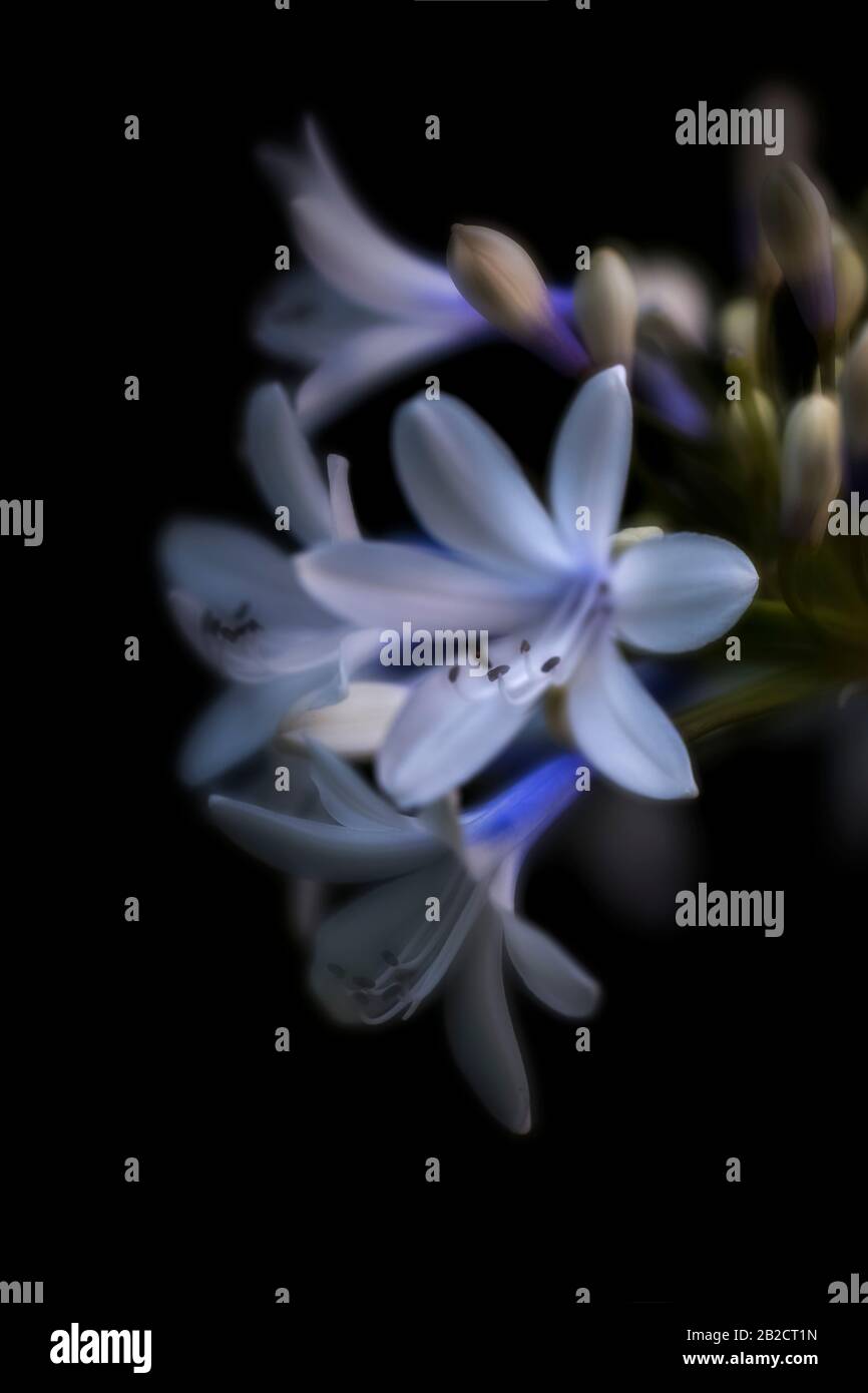 Agapanthus "Twister" - African Lily on black background Stock Photo - Alamy